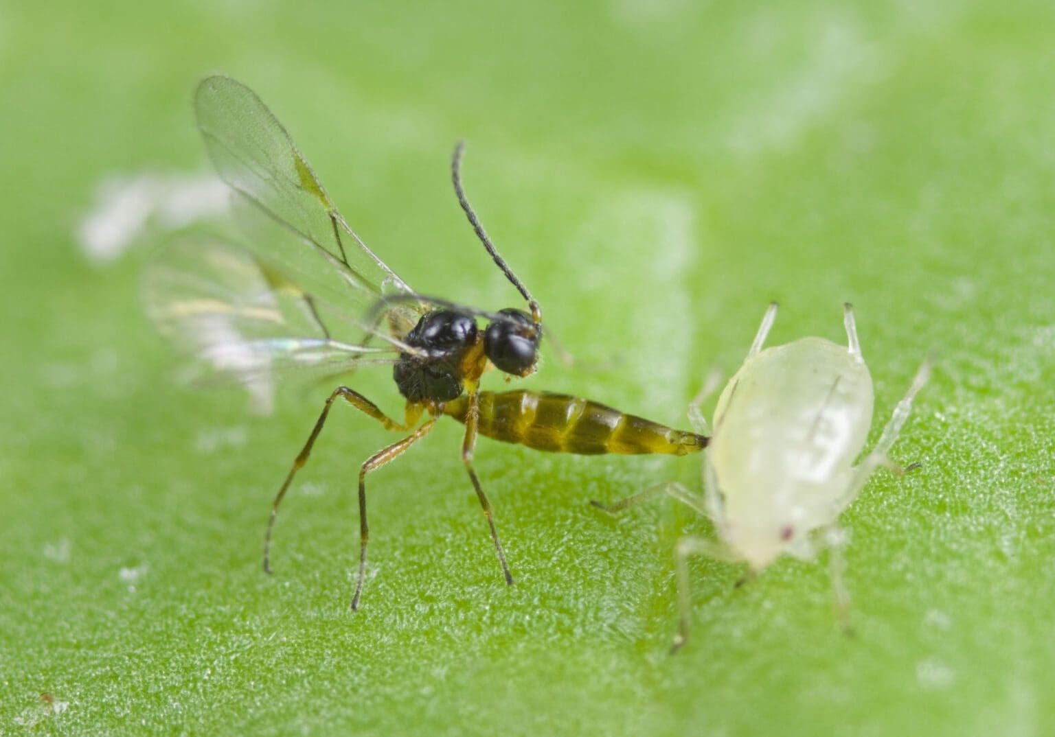 Pest management & fruit fly specialists | Bugs For Bugs