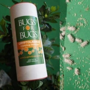 Cryptolaemus | Bugs For Bugs