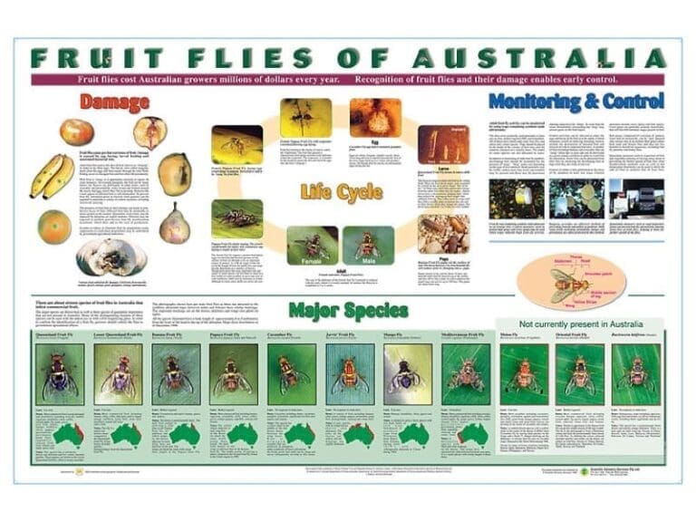 Fruit Fly Posters | Bugs For Bugs