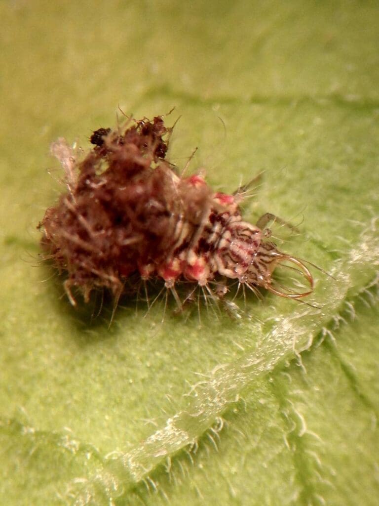 Lacewing | Bugs For Bugs