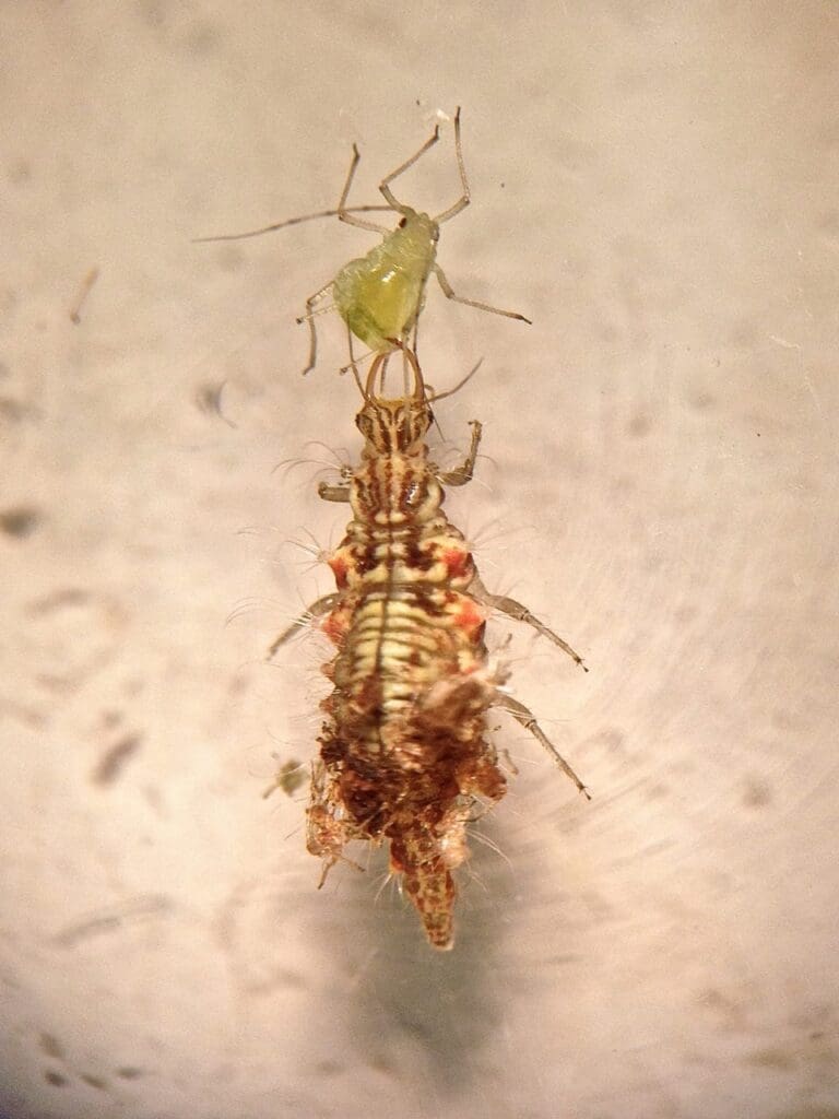 Lacewing | Bugs For Bugs