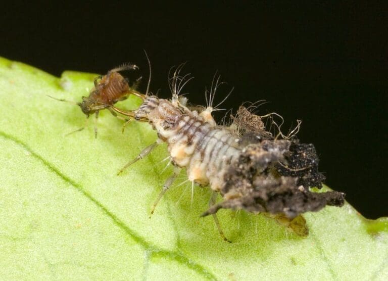 Lacewing | Bugs For Bugs