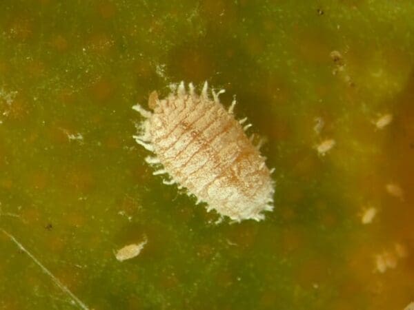 Pest management & fruit fly specialists | Bugs For Bugs