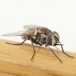 Pest management & fruit fly specialists | Bugs For Bugs