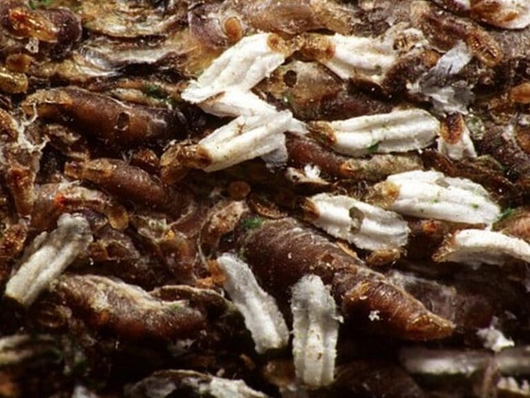 What Are Scale Insects? | Bugs for Bugs