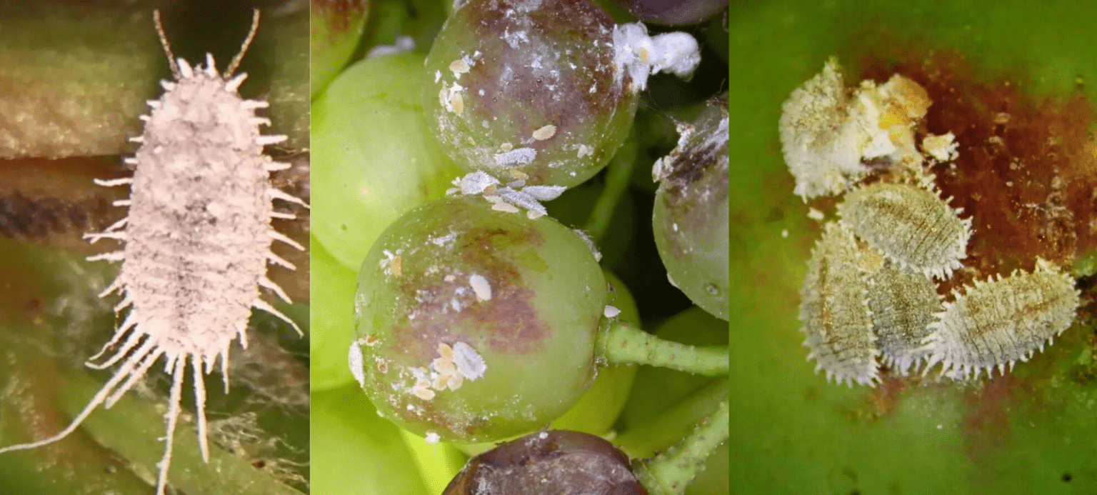 Benefits of biological control for mealybug treatment