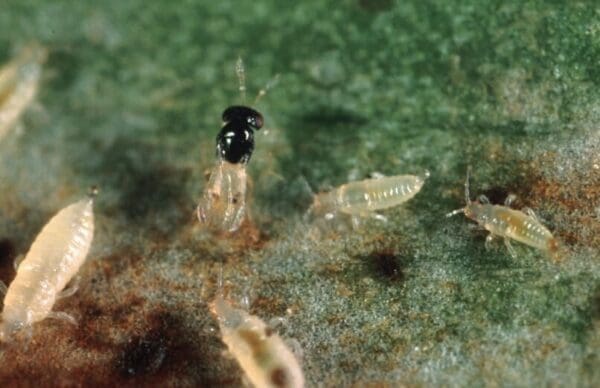 Predators Of Thrips | How to Treat to Reduce This Pest